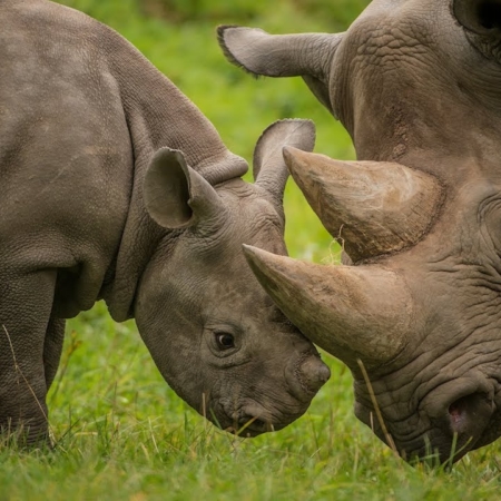 Gauteng – Animal Charities