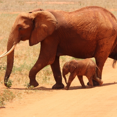 Gauteng – Animal Charities