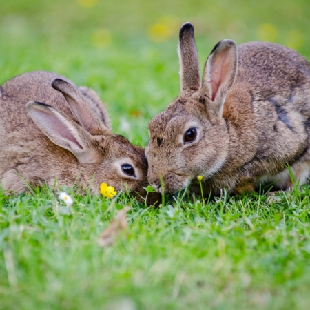 Gauteng – Animal Charities